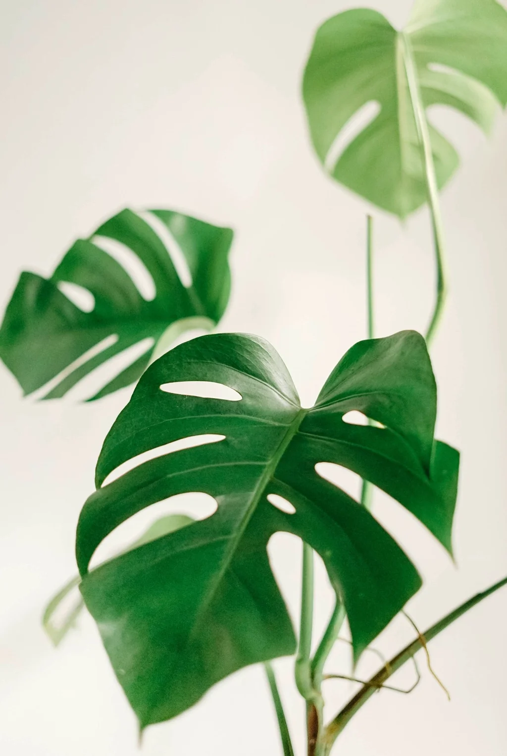 Monstera deliciosa medium | Furnitut