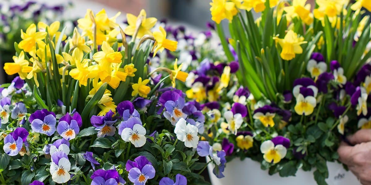 Hageland Stord | Hageland