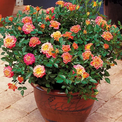 Bunndekkende roser | Hageland