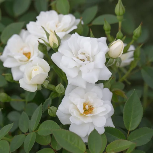 Bunndekkende roser | Hageland