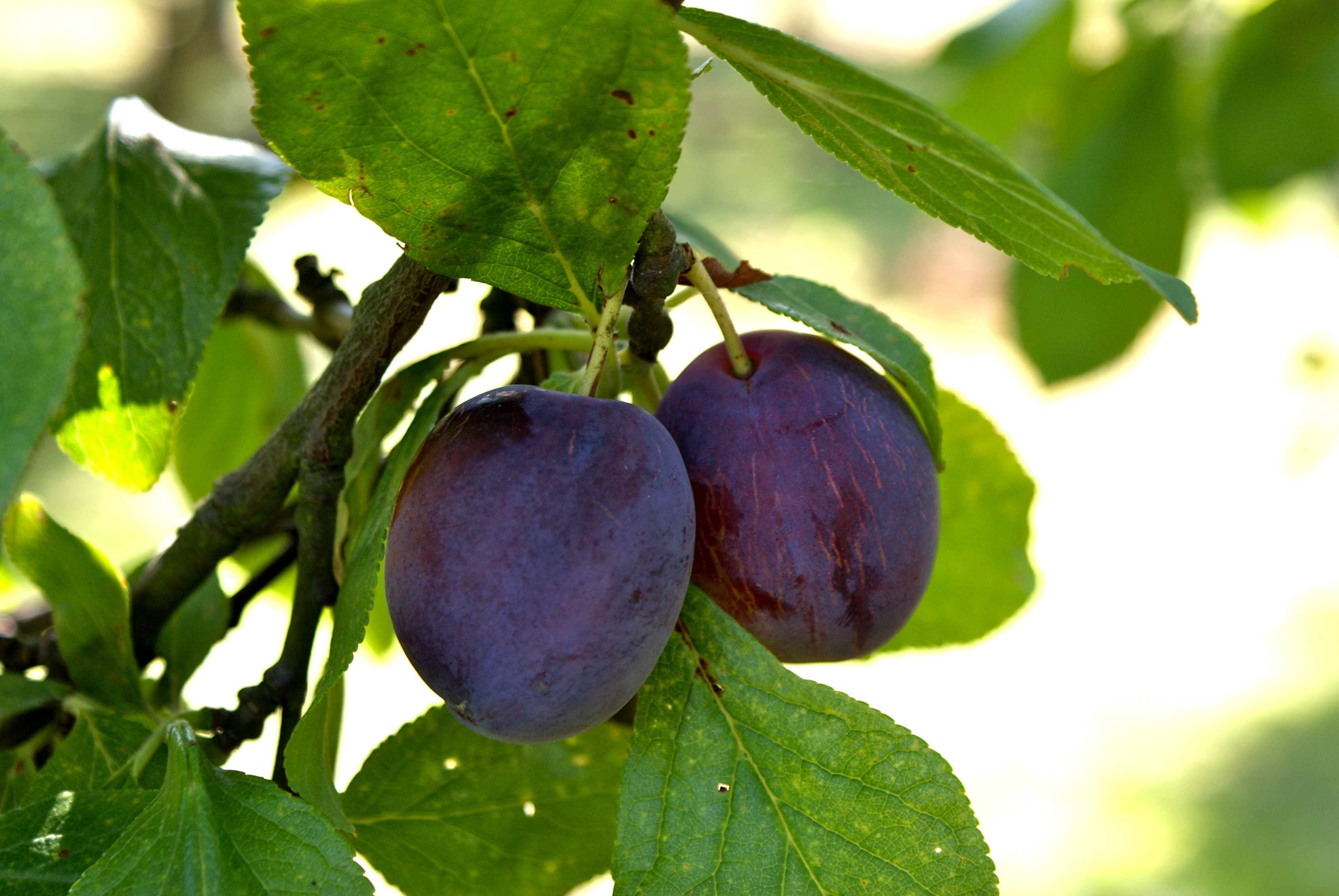 Plommer - slik planter du plommetre | Hageland