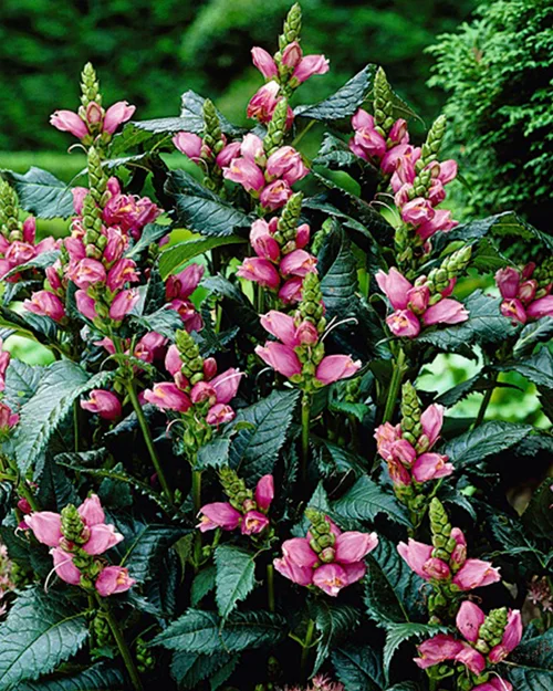 Stauder - Se vårt store utvalg av stauder - Hageland | Hageland