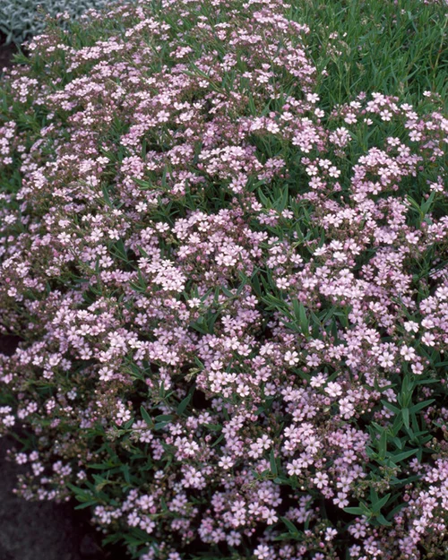 Stauder - Se vårt store utvalg av stauder - Hageland | Hageland