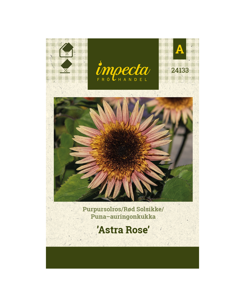 Rød solsikke 'Astra Rose'