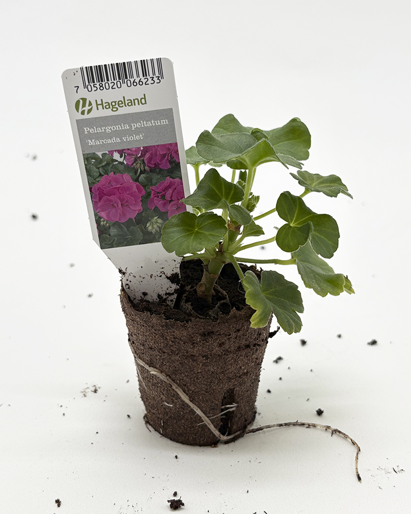 Slyngpelargonia stikling 'Marcada Violet' 6 cm