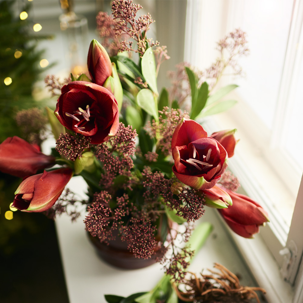 Julblommor som skapar julstämning | Plantagen