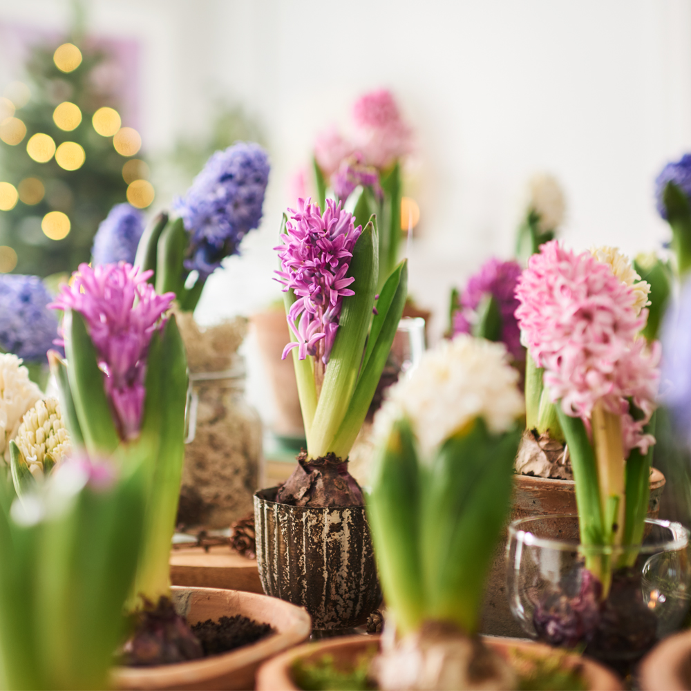 Hyacinth - facts and care tips | Plantagen
