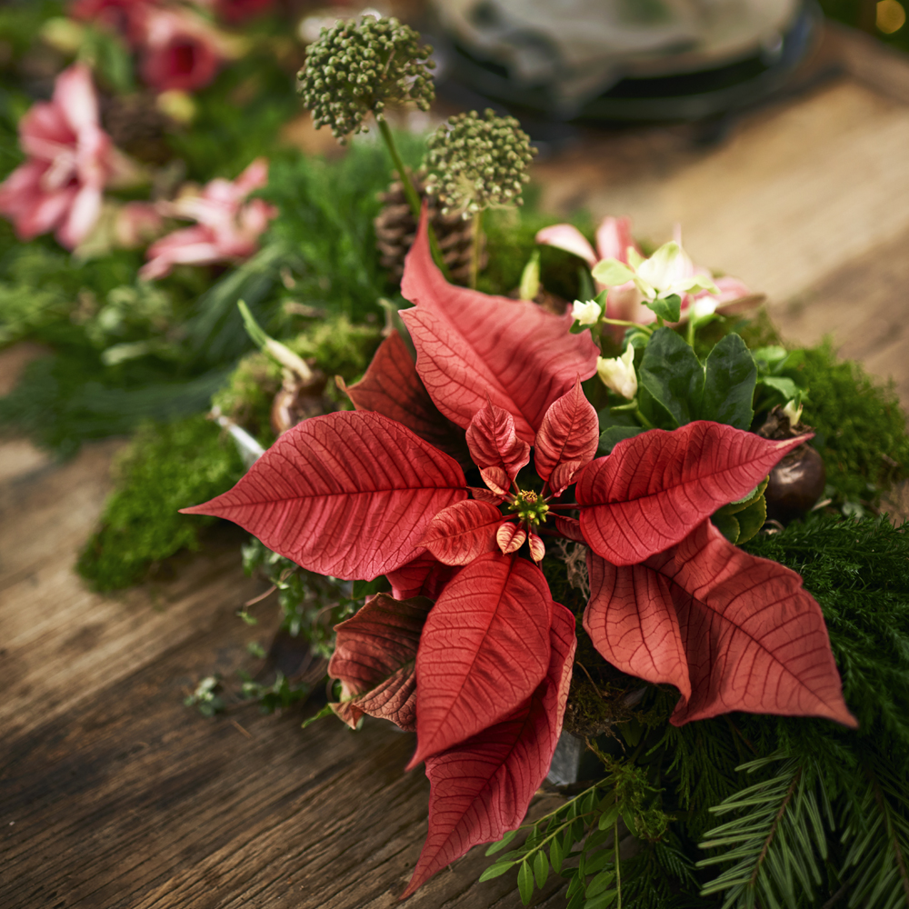 Poinsettia - facts and care tips | Plantasjen
