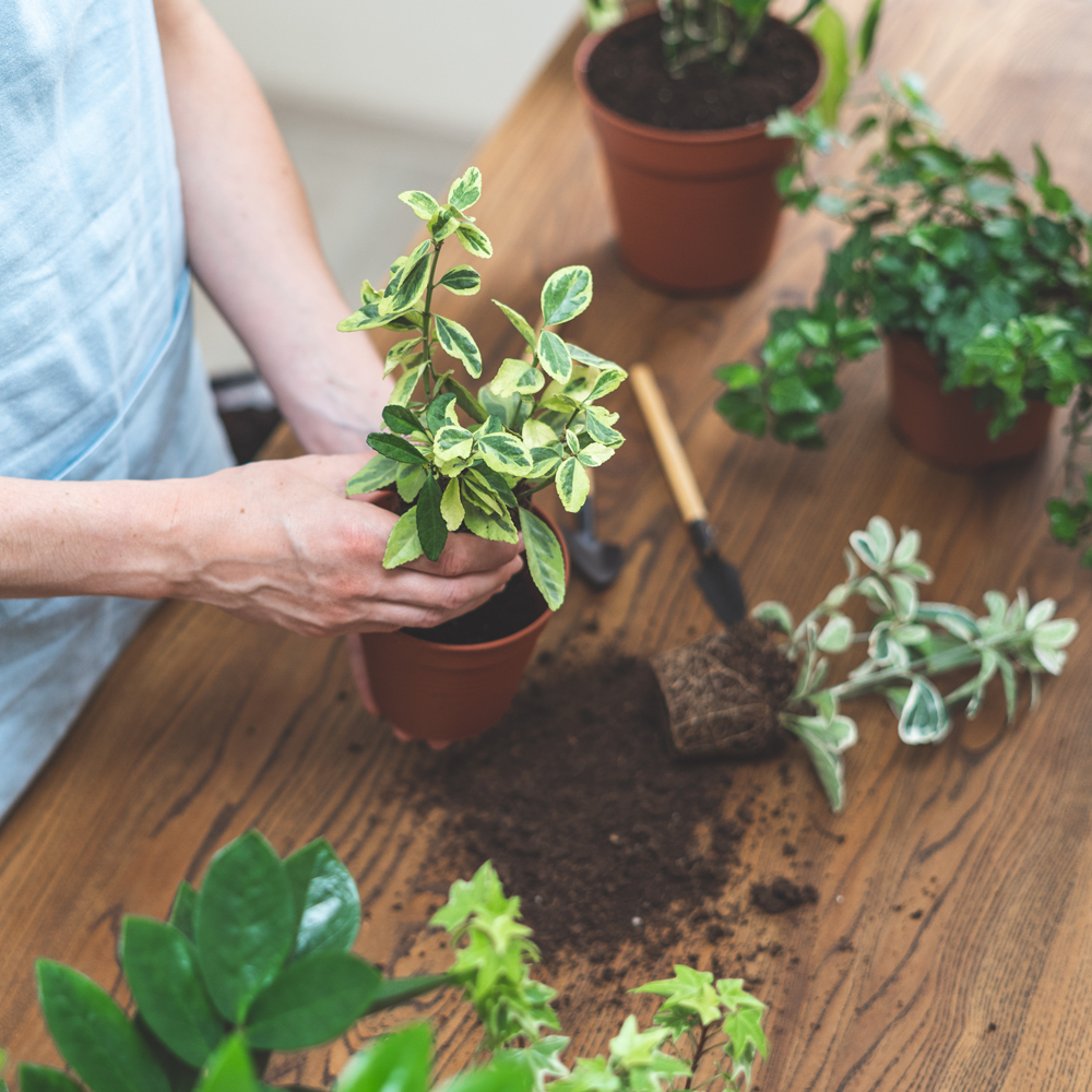 Omplantering – så lyckas du | Plantagen