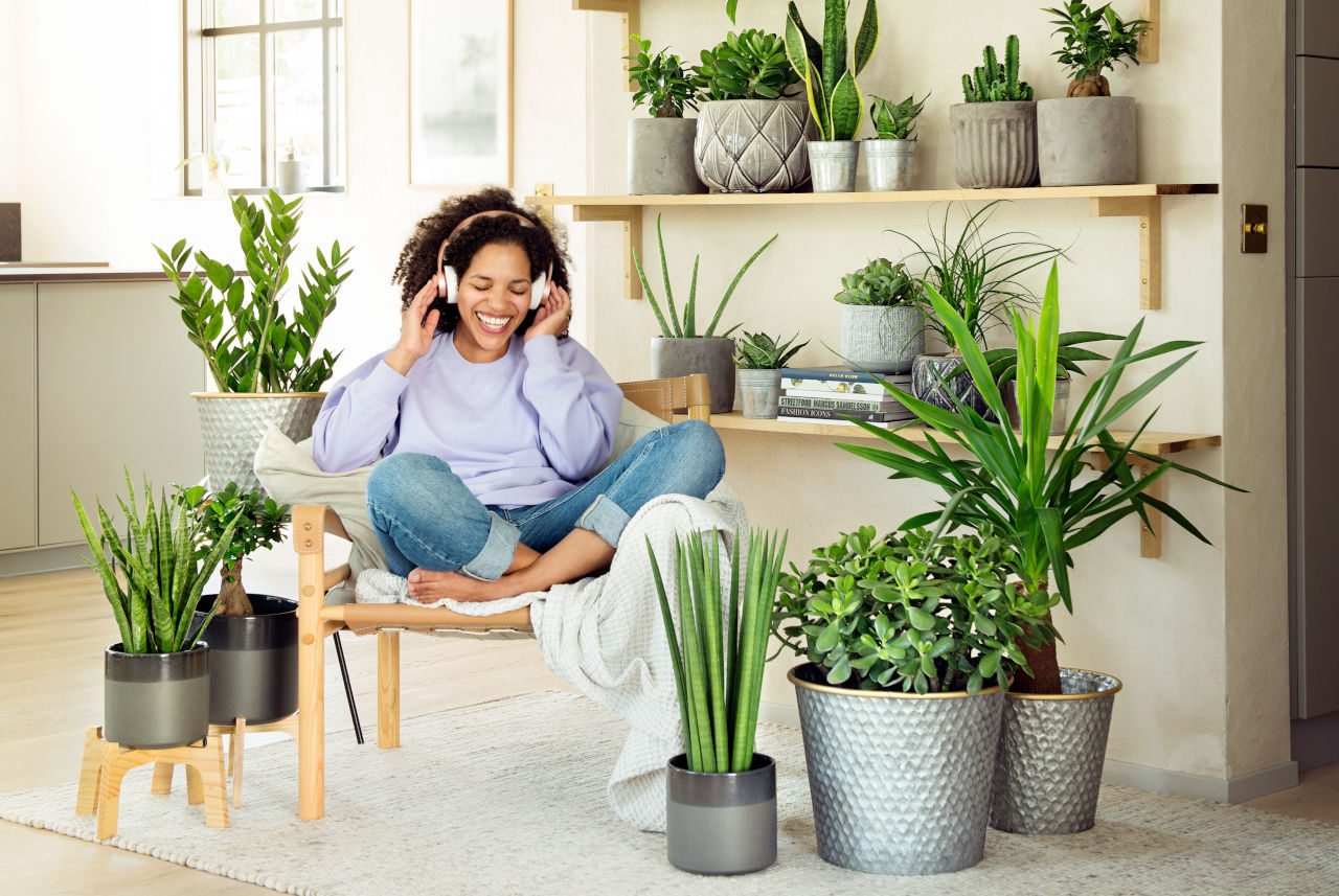 Orkidéer | Plantagen