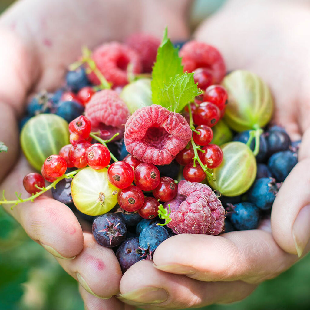 Vitamin-rich fruits and berries you can grow yourself | Plantagen