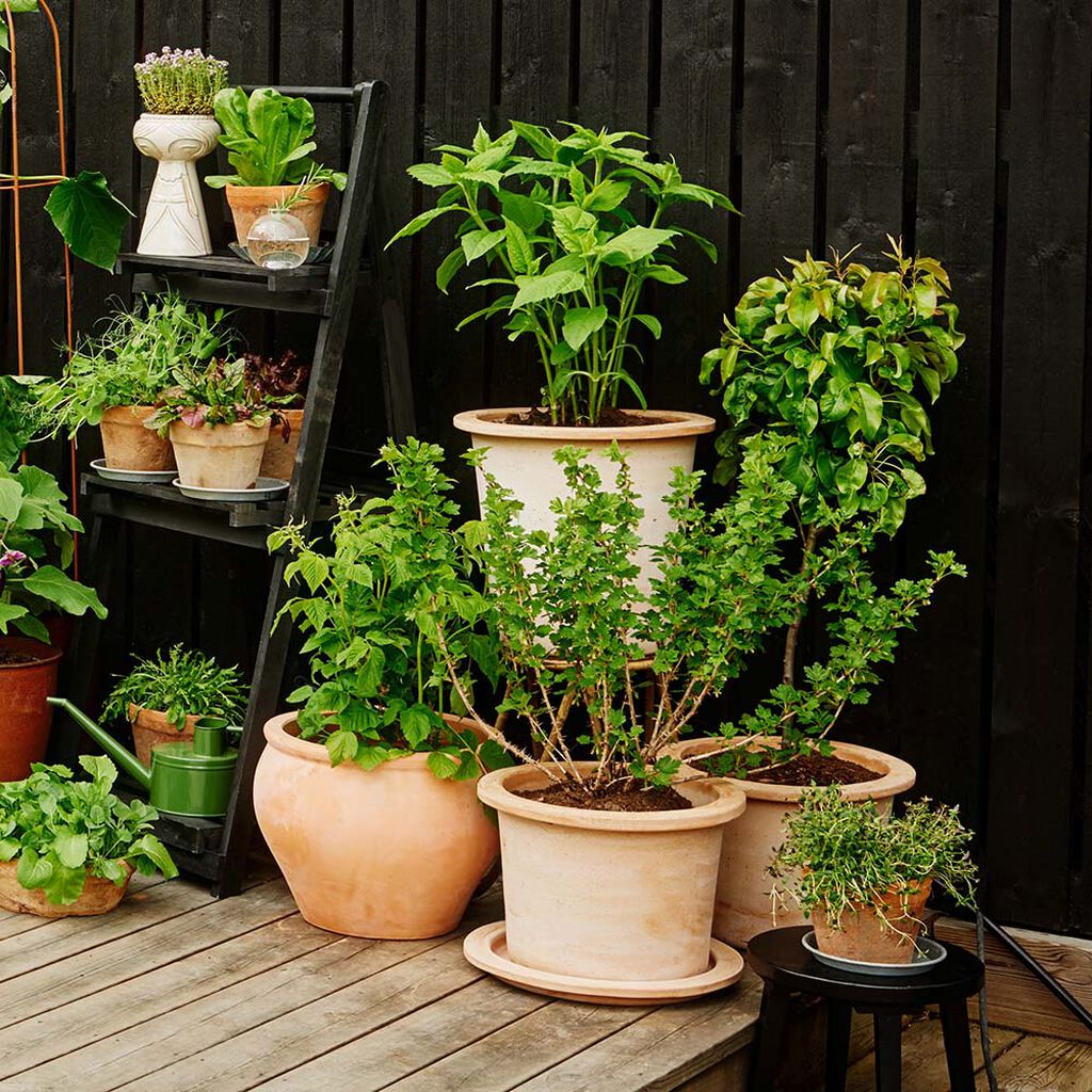 Odla på balkongen | Plantagen