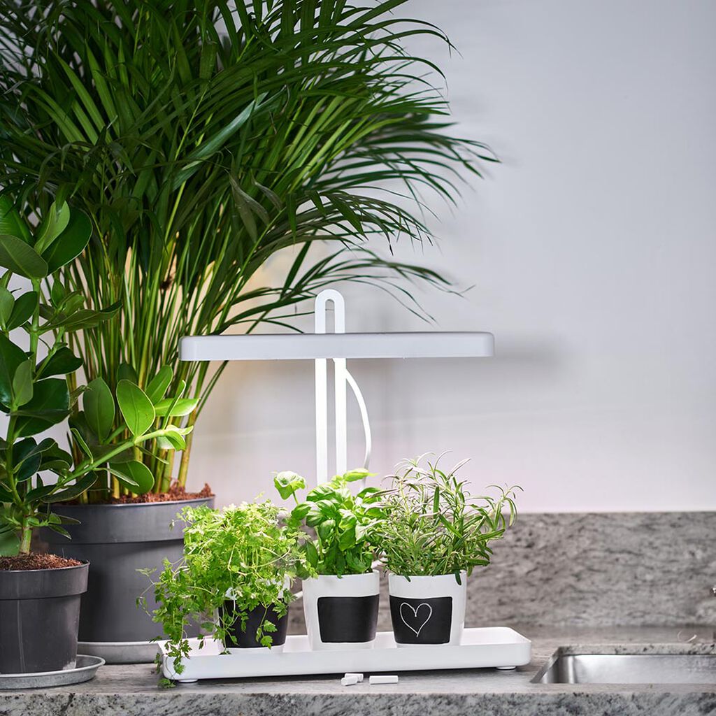 Plant lighting - facts and tips about growth.. | Plantagen