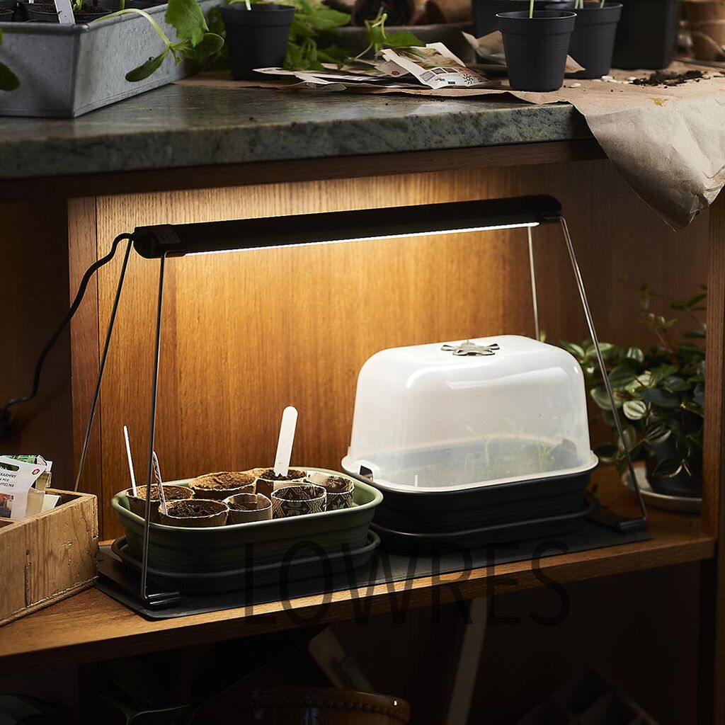 Slik får du vanskelige frø til å spire | Plantasjen