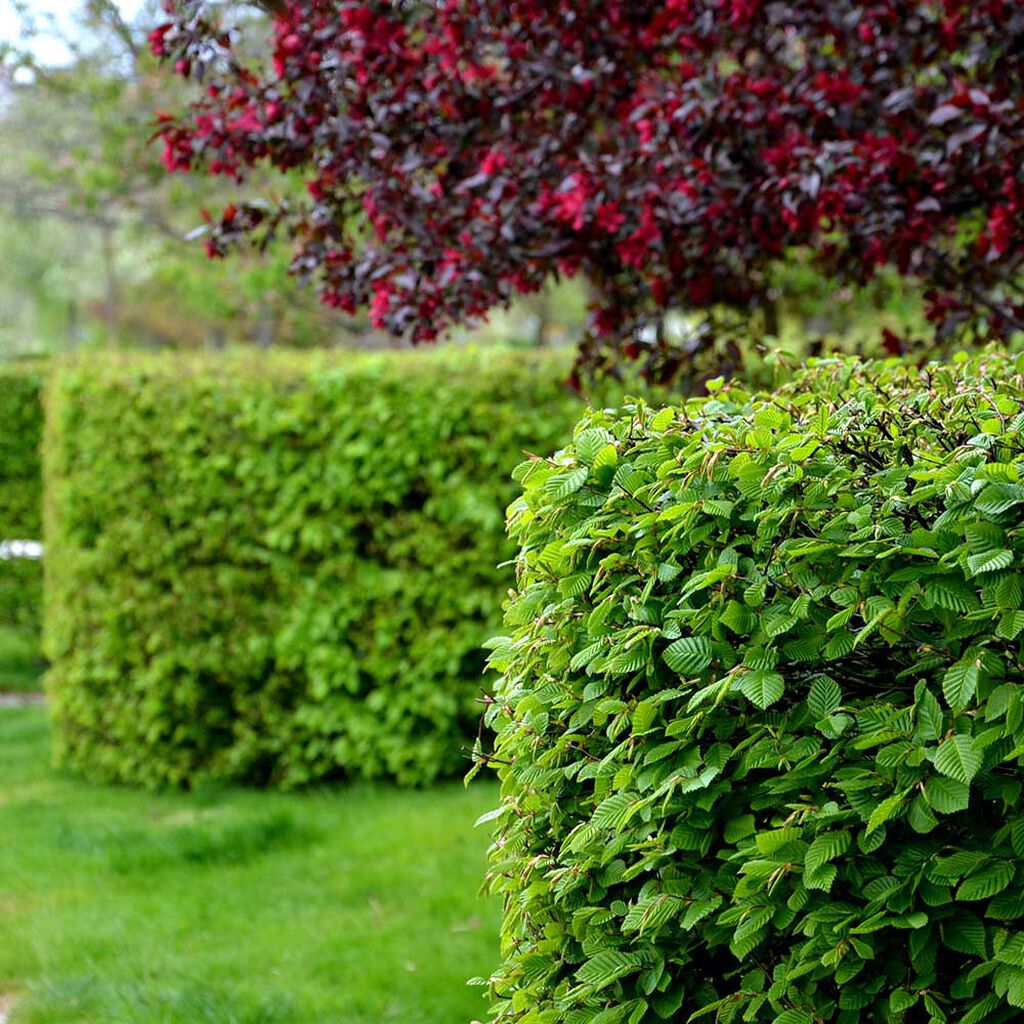 How to care for your hedge | Plantasjen