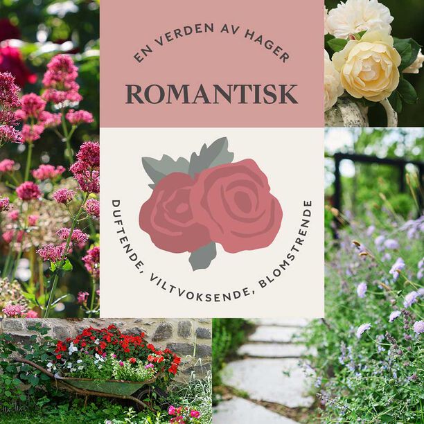ROMANTISK HAGE – duftende, viltvoksende og blomstrende | Plantasjen