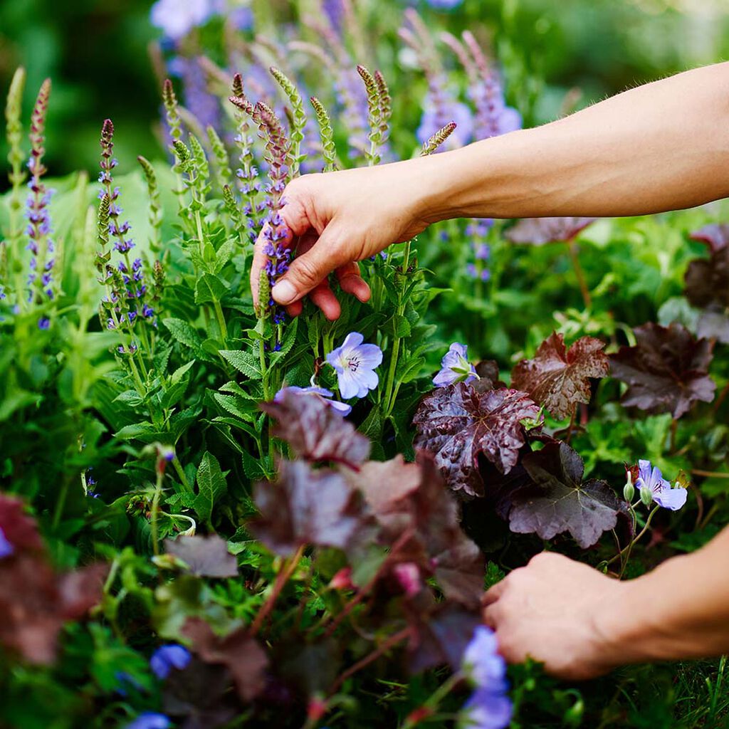 Stauder i bed og potter – planting og stell | Plantasjen