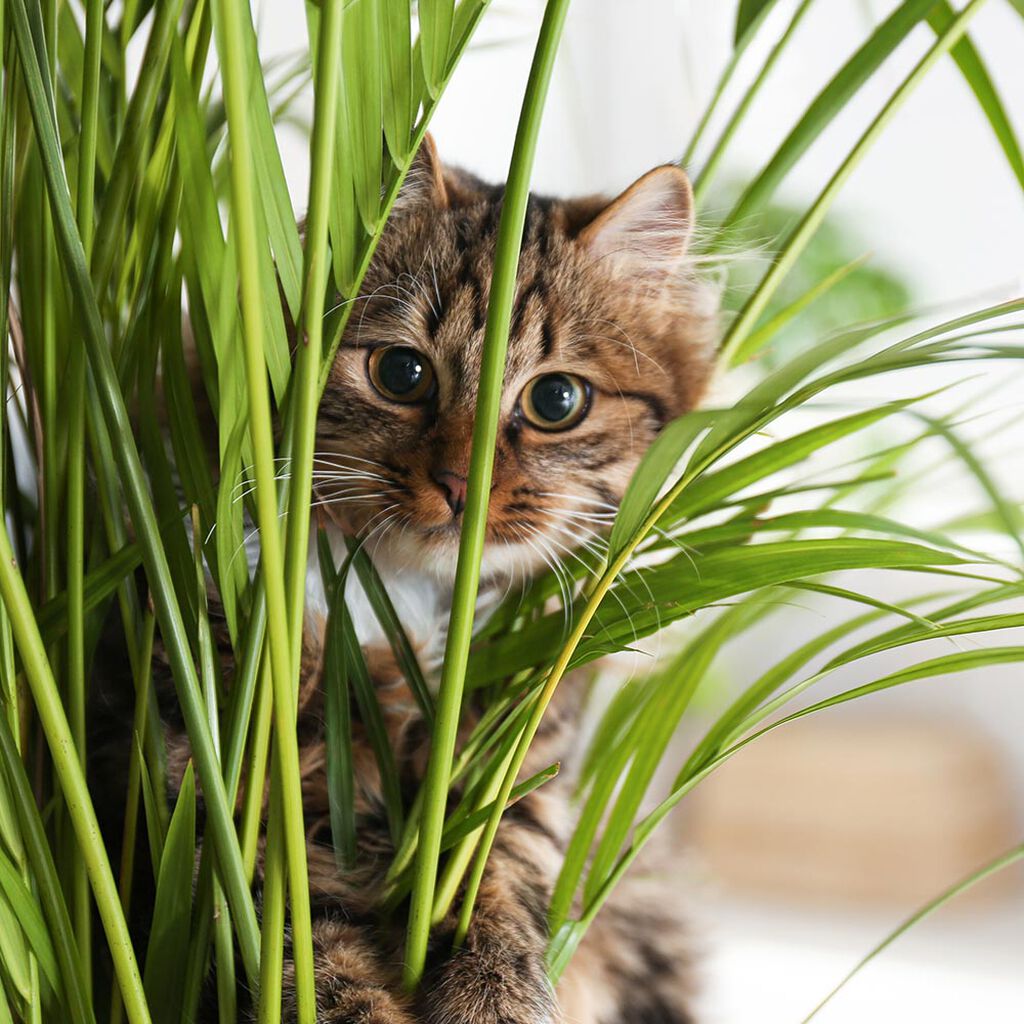 These plants are toxic to cats and dogs | Plantasjen