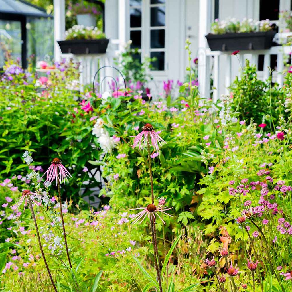 Trädgårdsbesök: Romantisk och frodig trädgård hos Mette | Plantagen
