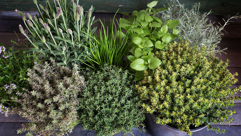 Learn from history's old masters - create a fragrant herb garden ...