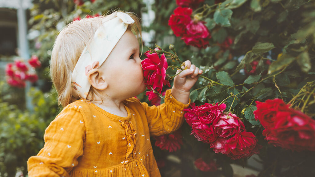 En velduftende hage – en opplevelse for alle sanser | Plantasjen