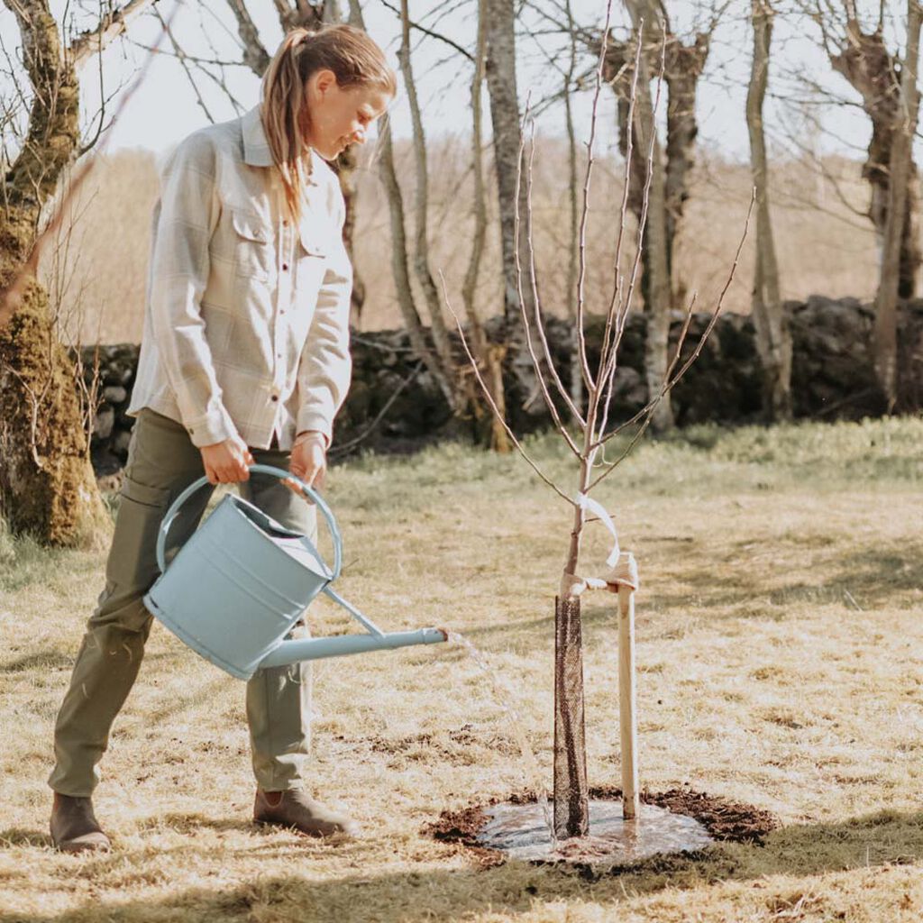 This is how you plant fruit trees - the gardener's best tips | Plantasjen