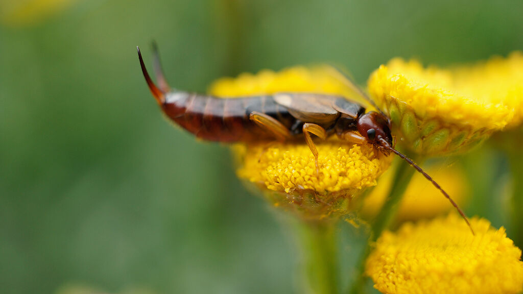 Insects - for both benefit and trouble in cultivation | Plantagen