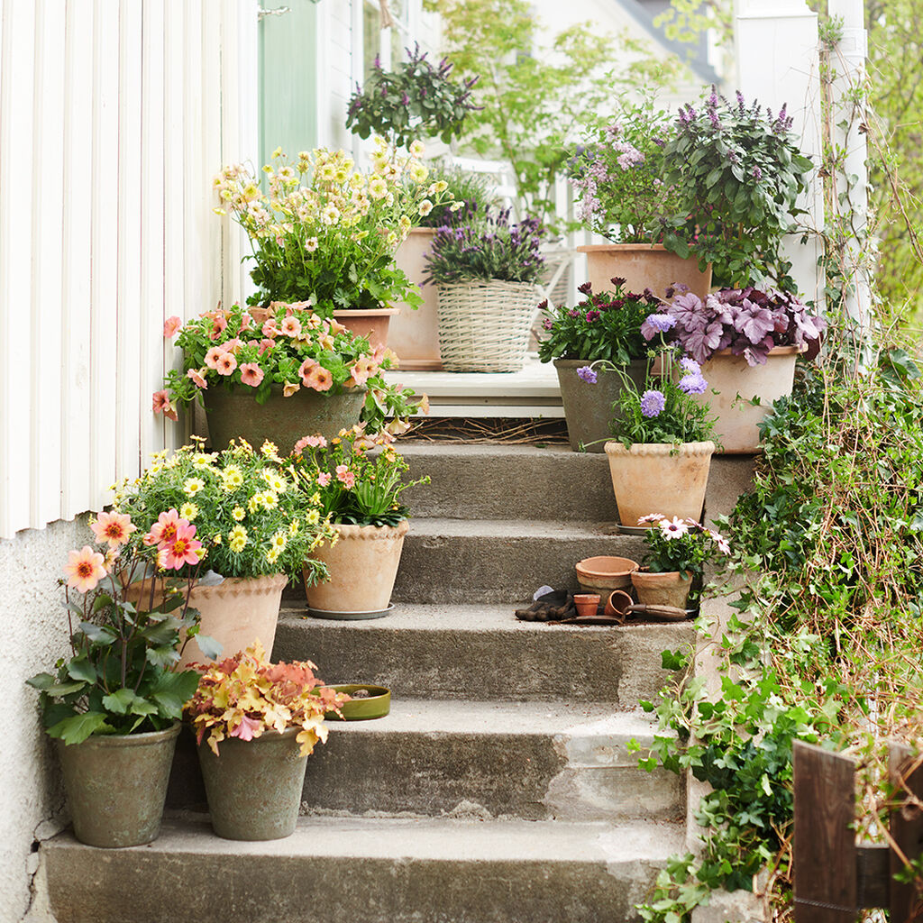 Planting in pots | Plantagen