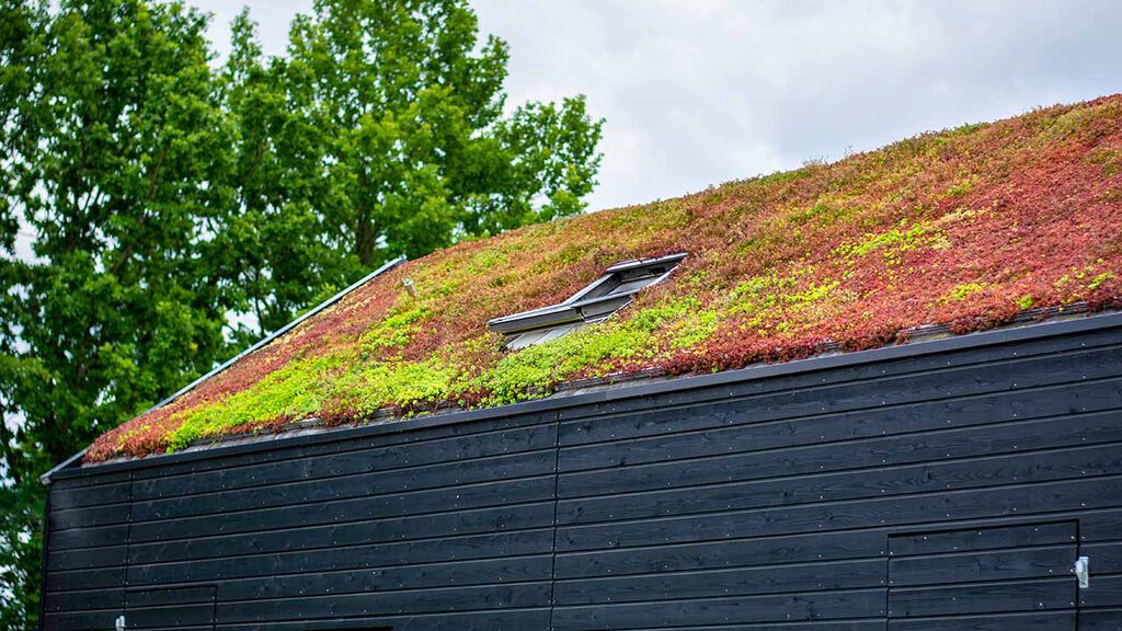 Så här lägger du sedumtak | Plantagen