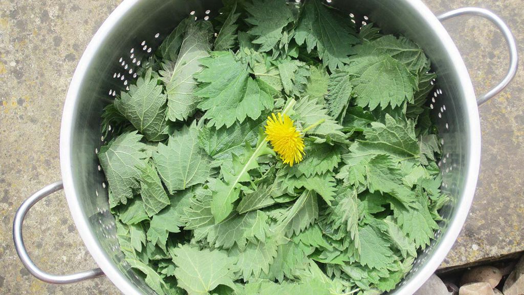 Bli klimasmart – la ugresset komme til nytte | Plantasjen