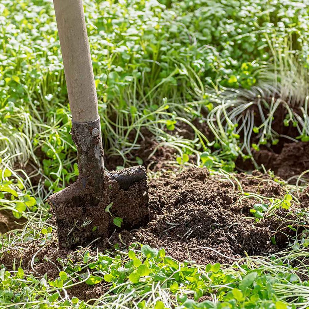 Förbättra hård lerjord och näringsfattig jord | Plantagen