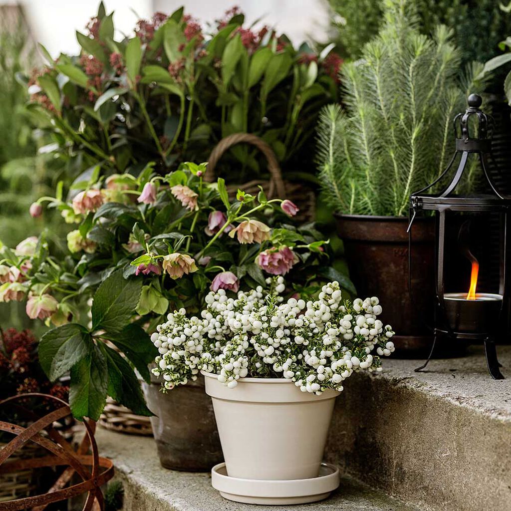 Create winter magic in the garden with plants.. | Plantagen