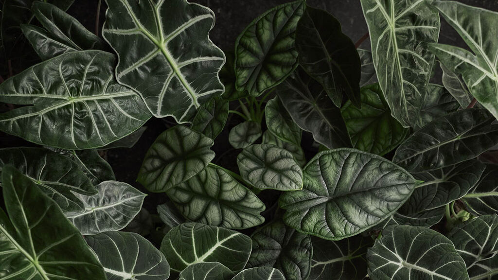 Alocasia - facts and tips on care | Plantagen