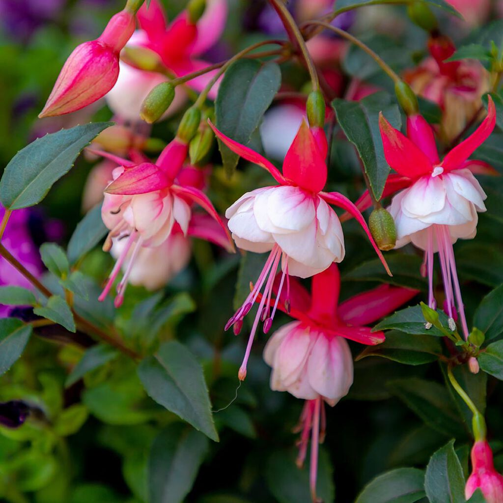Fuchsia – plantering och skötsel | Plantagen