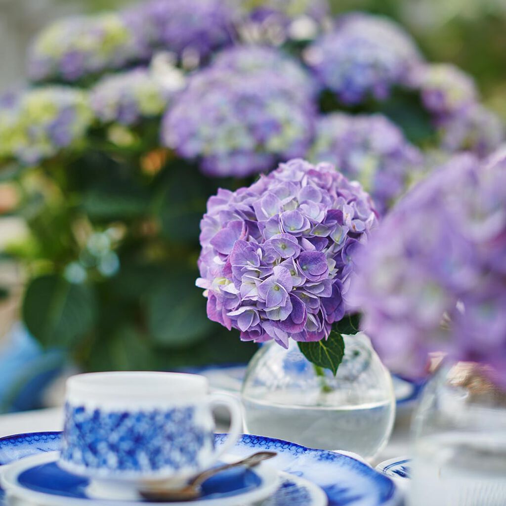 Hortensia – plantering och skötsel | Plantagen