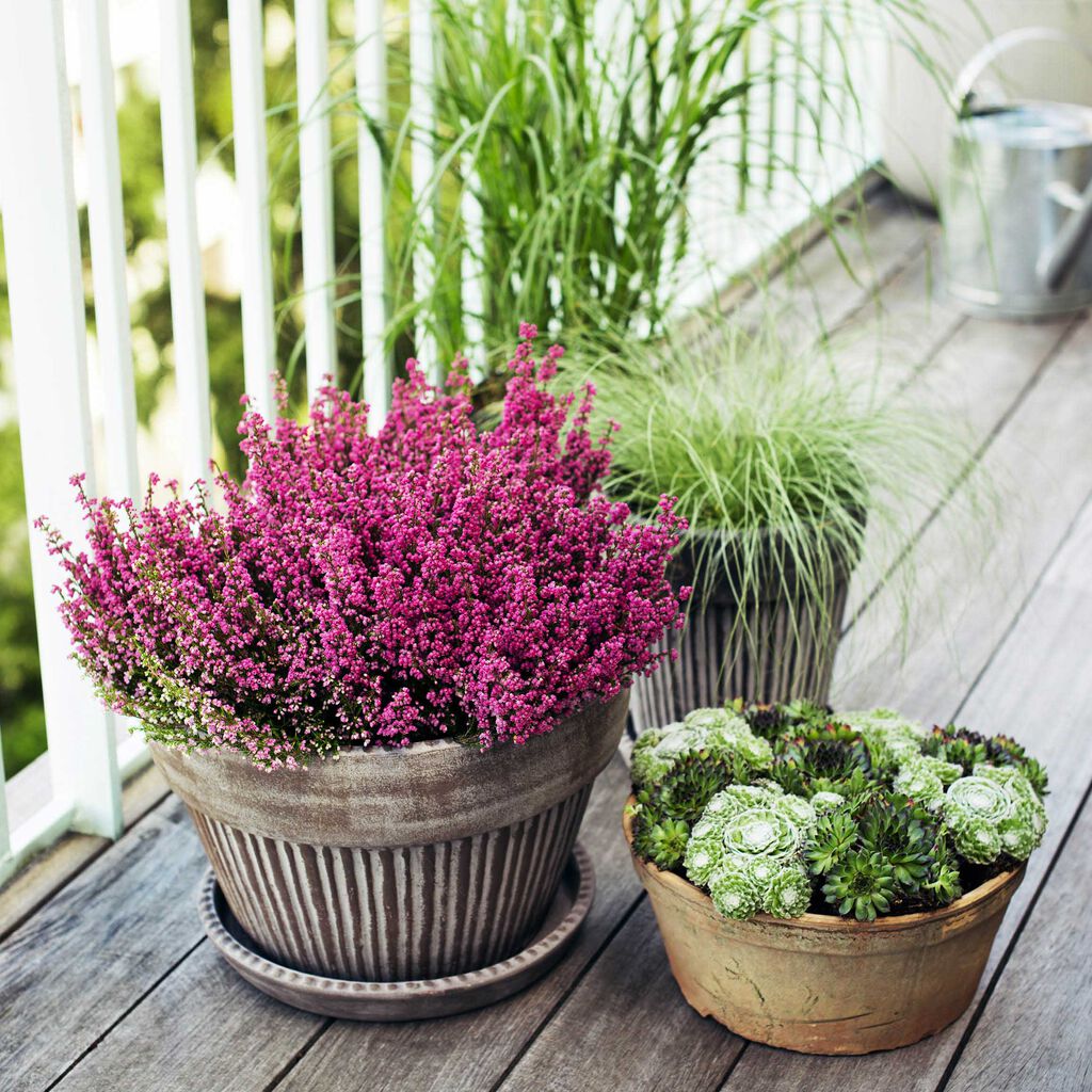 Høstlyng 'Erica' – planting og stell | Plantasjen