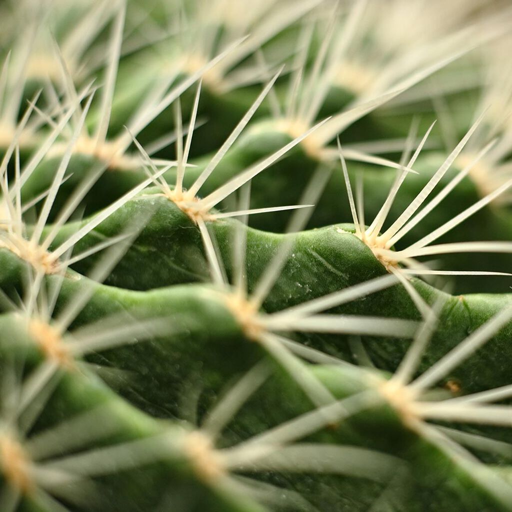 Cactus - facts and care advice | Plantasjen
