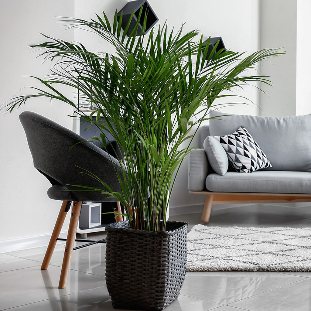 Areca palm | Plantasjen