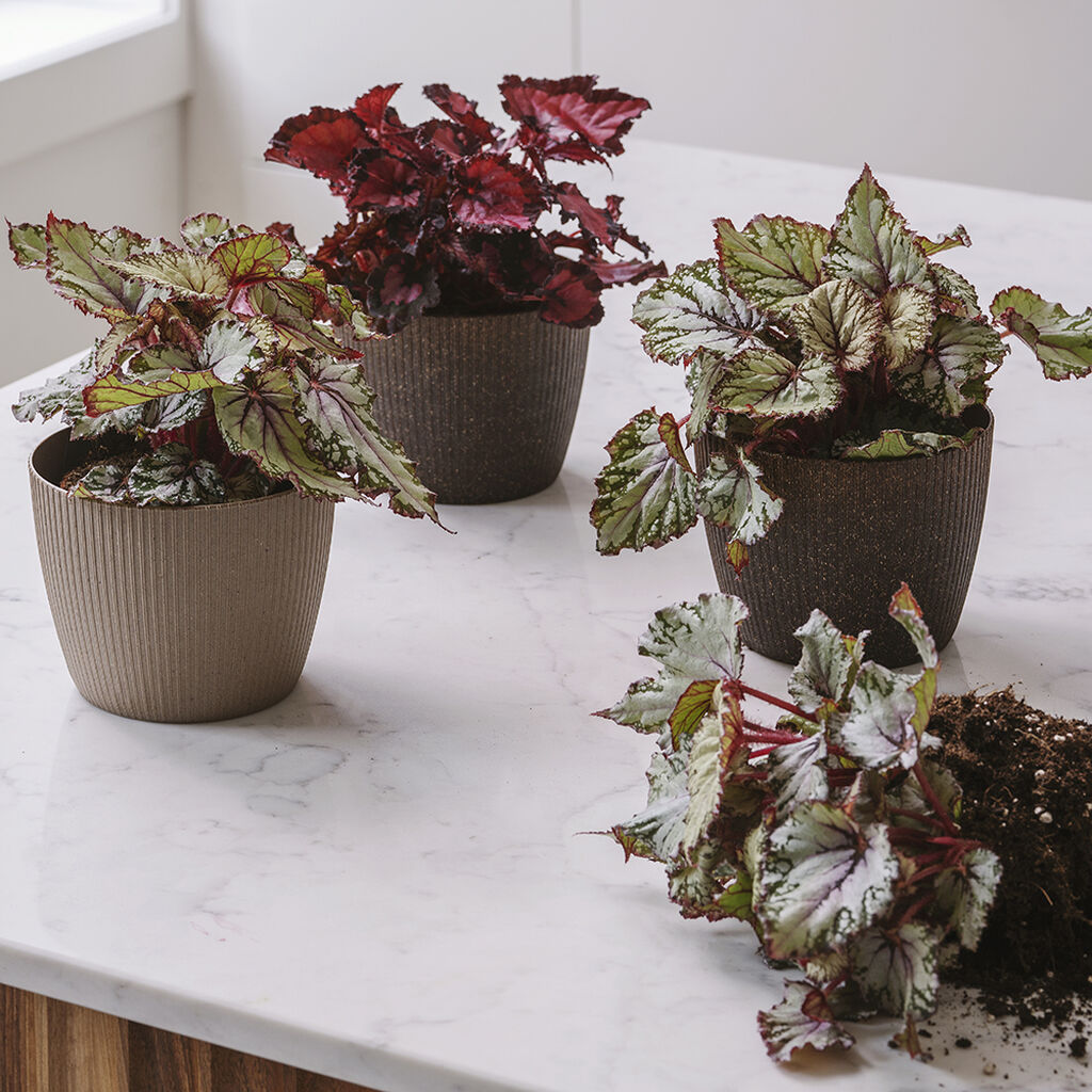 Begonia – fakta och skötselråd | Plantagen