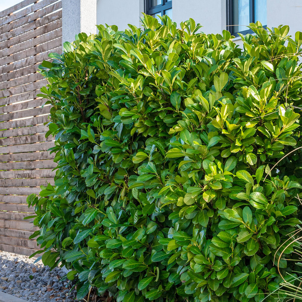 Lagerhägg - plantering och skötsel | Plantagen