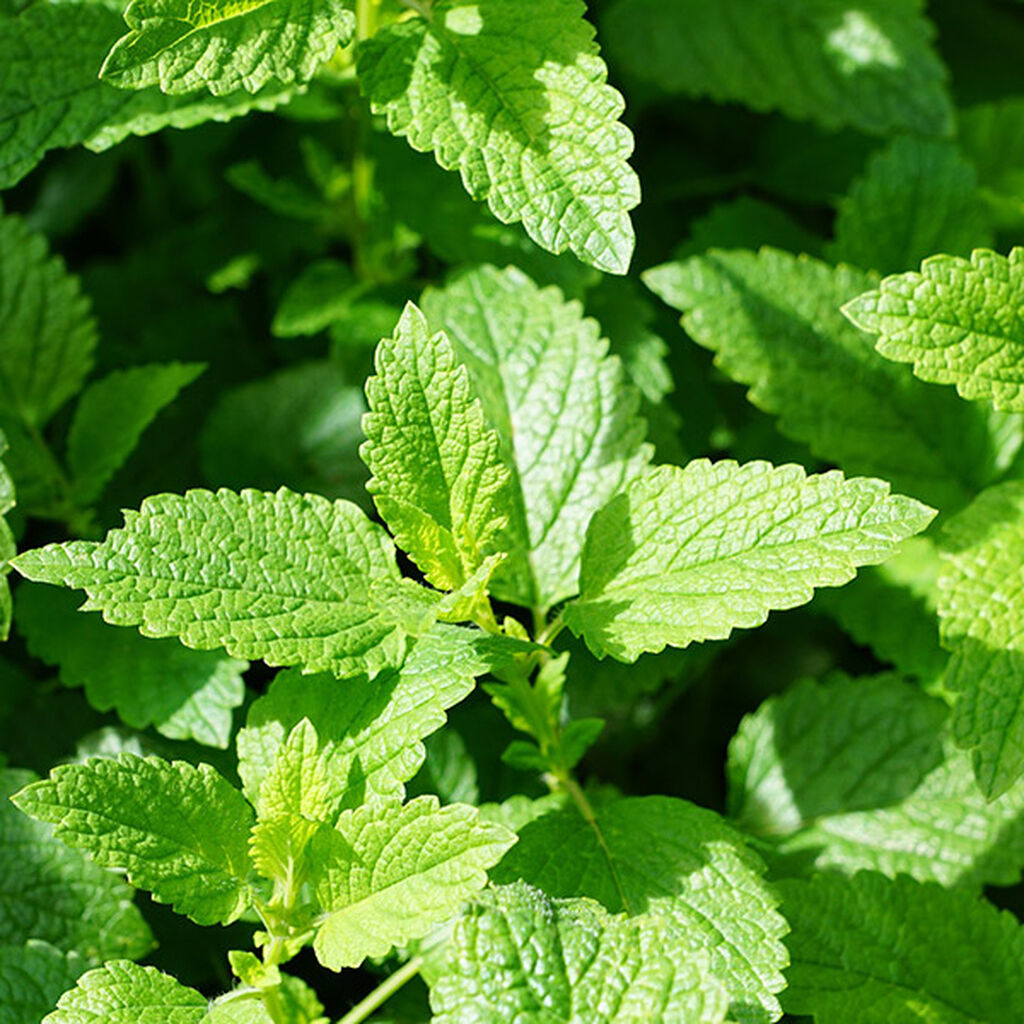 Mynta – odla din egen | Plantagen