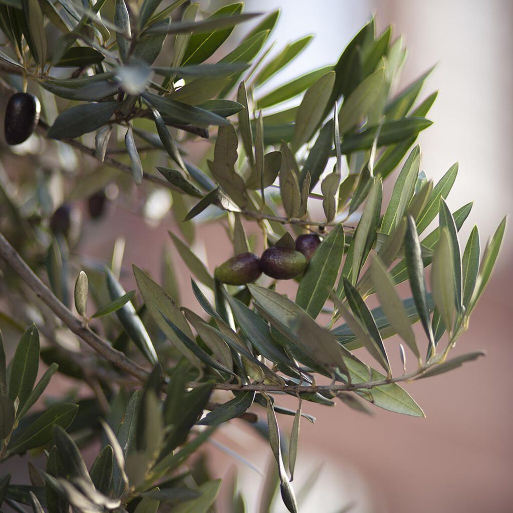 Olive tree – planting and care | Plantagen