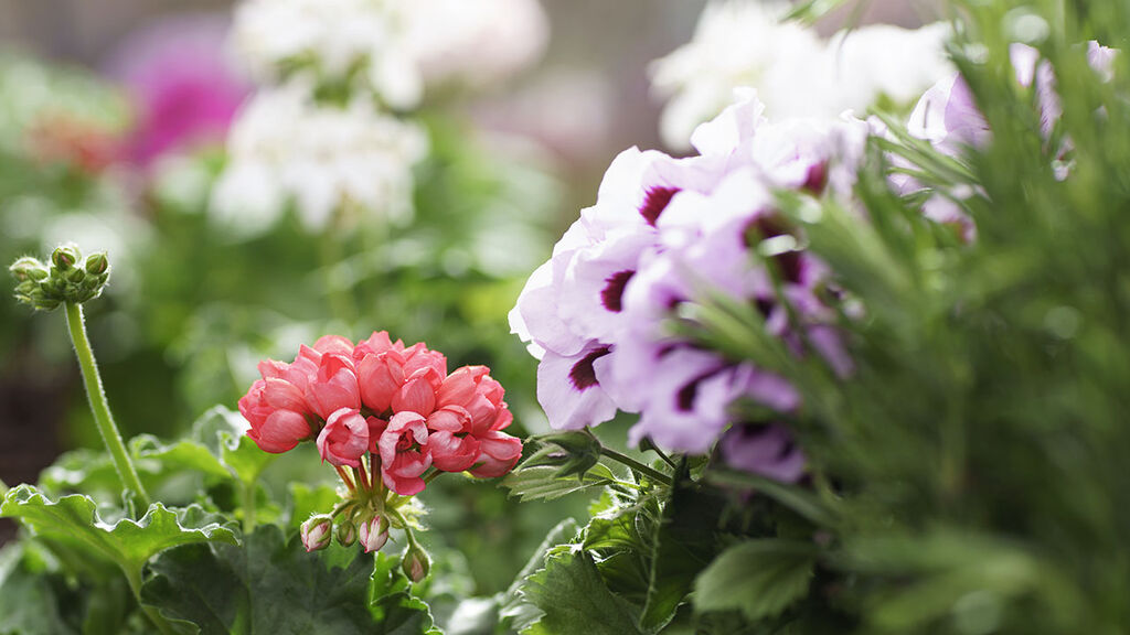Pelargon – fakta och skötselråd | Plantagen