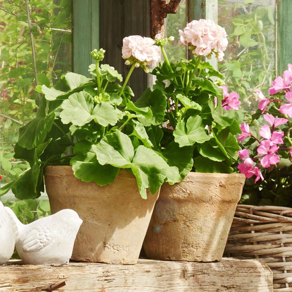 Pelargon Drottning Ingrid - den klassiska trädgårdens majestät | Plantagen