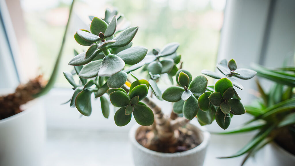 Pengetre (Crassula) – fakta og råd om stell | Plantasjen