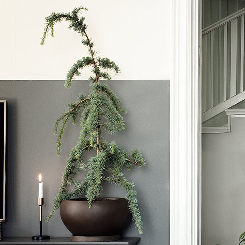 Ceder – plantering och skötsel | Plantagen