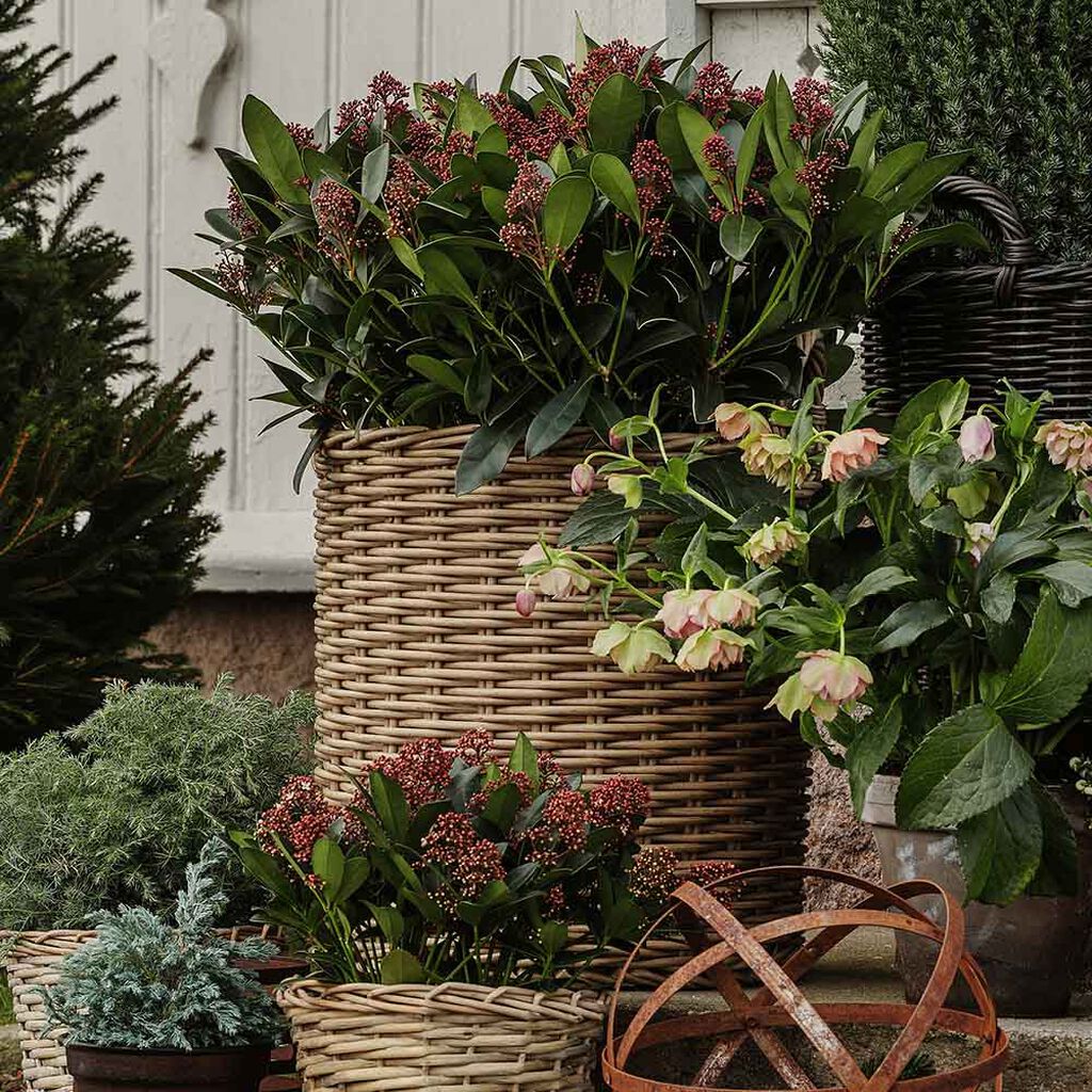 Vinterbär – plantering och skötsel | Plantagen