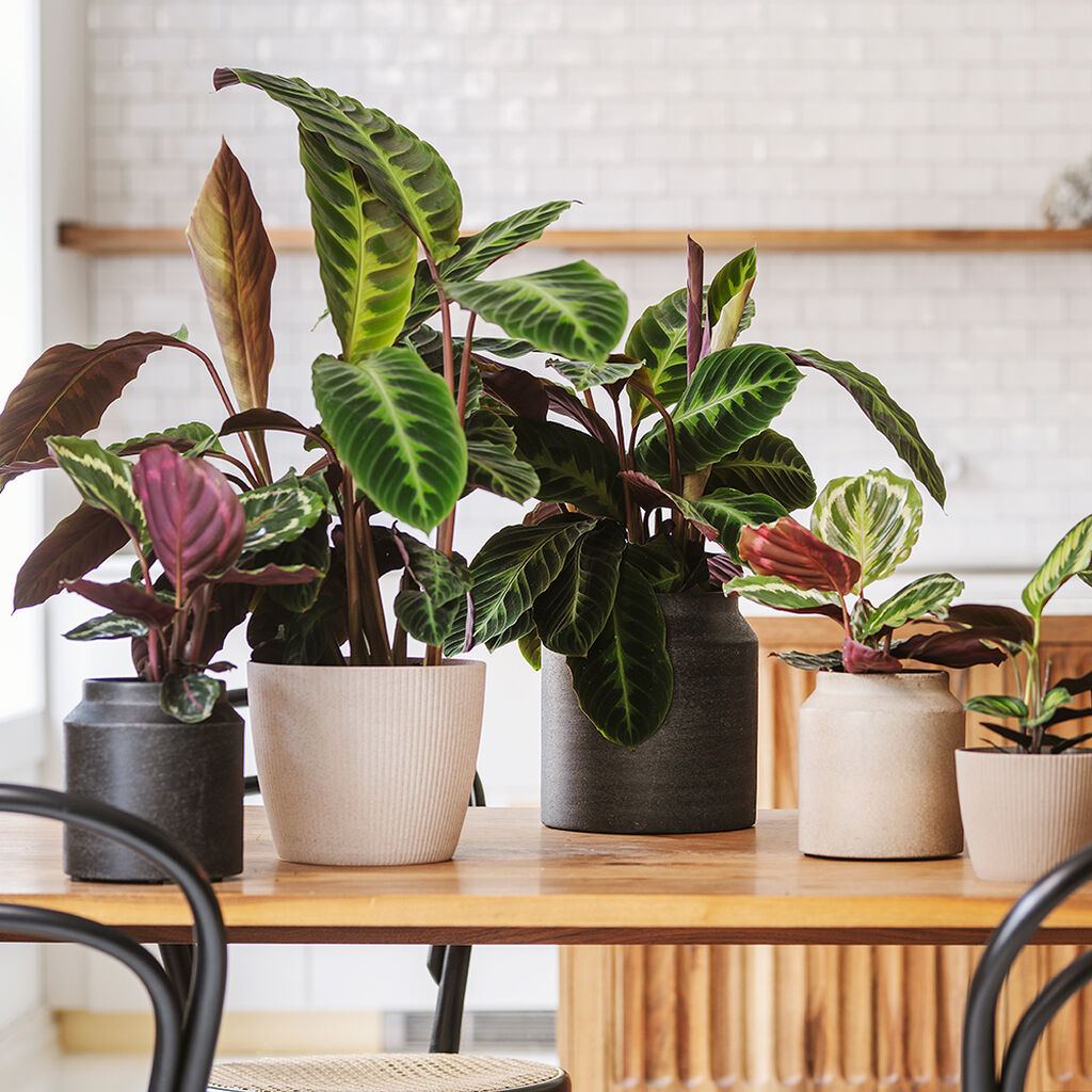Calathea - facts and care advice | Plantasjen