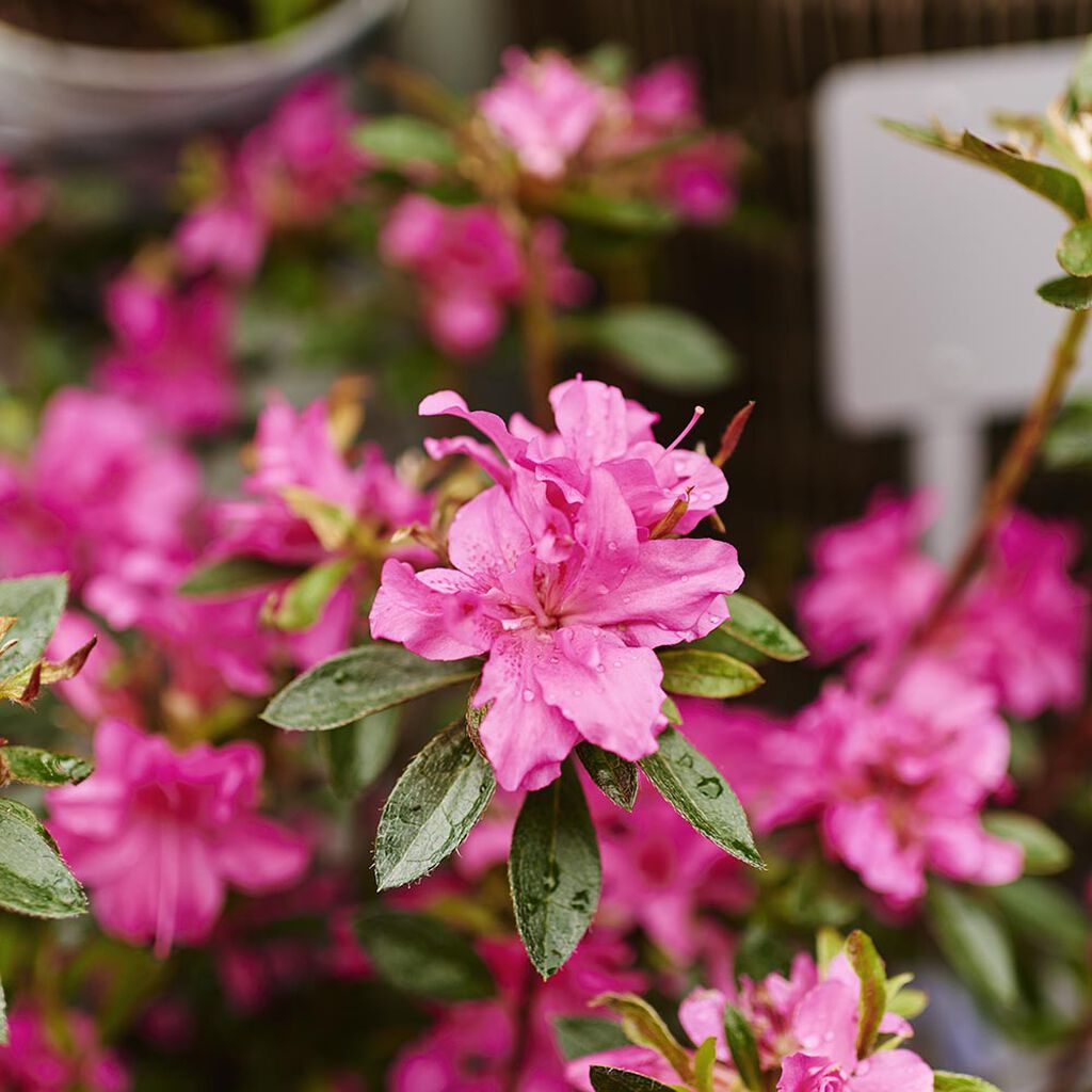 Azalea – fakta och skötselråd | Plantagen