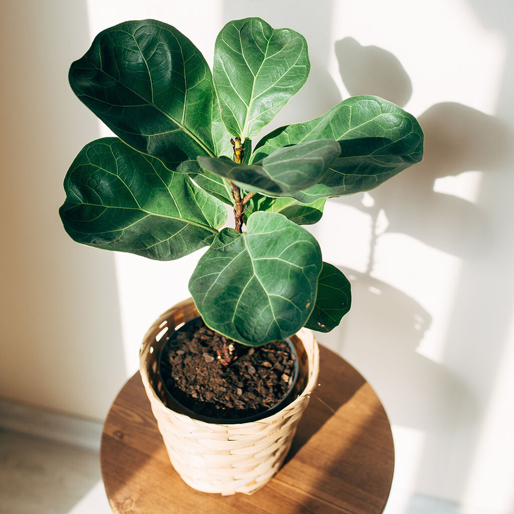 Fiddlehead fig | Plantagen